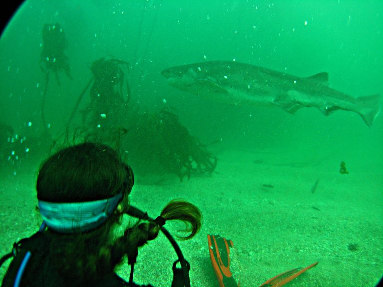 Meet Melissa Marquez, a shark scientist passionate about the diverse ...